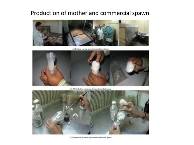 mushroom Spawn preparation | PPTX