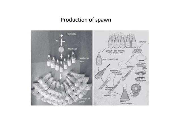 mushroom Spawn preparation | PPTX
