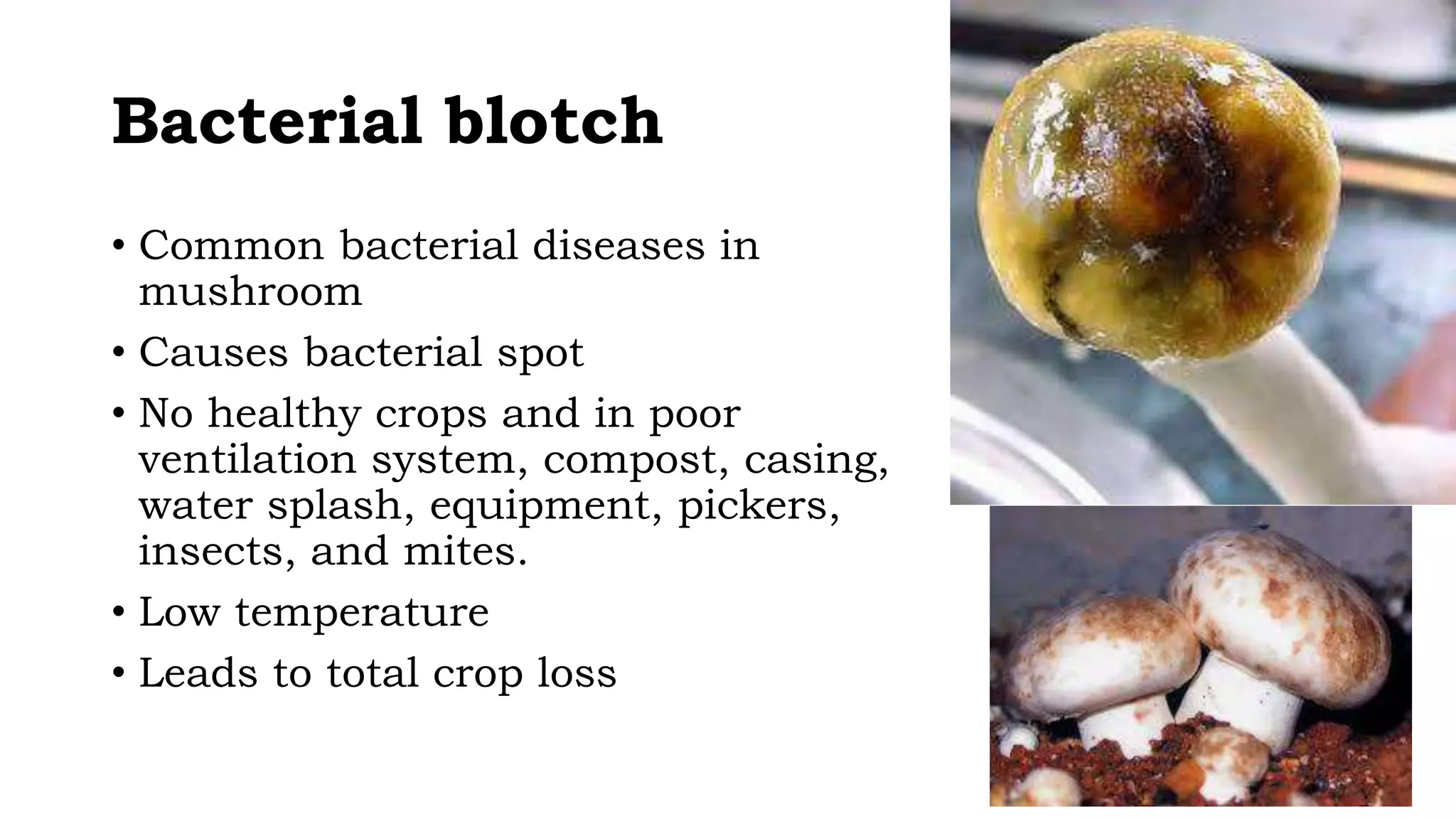 Bacterial Blotch of Mushroom.pptx