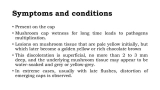 Bacterial Blotch of Mushroom.pptx