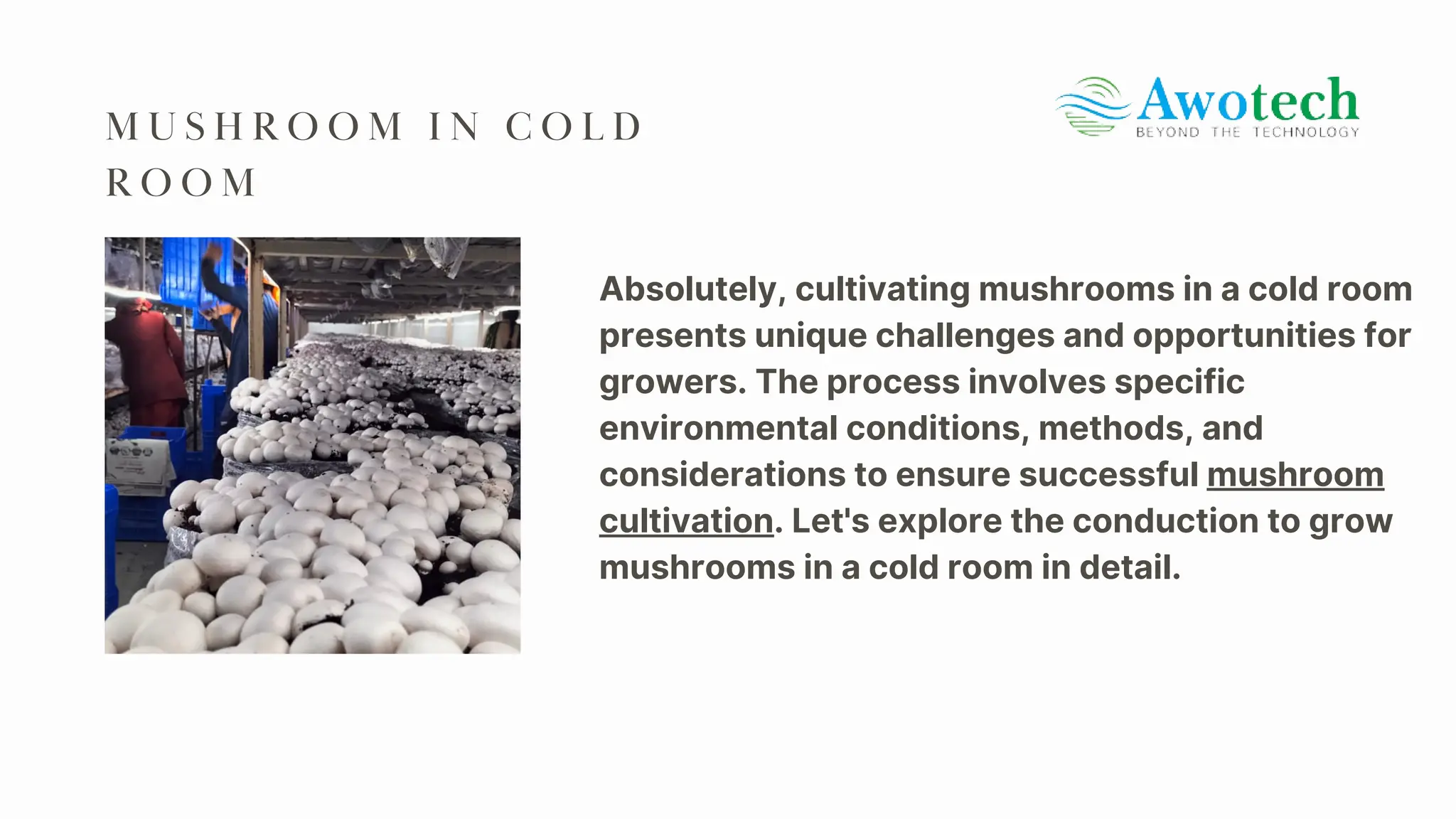 Mushroom growing in cold Room-Awotech.pdf