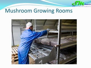 Mushroom plant setup mushroom air handling unit mushroom machines | PDF