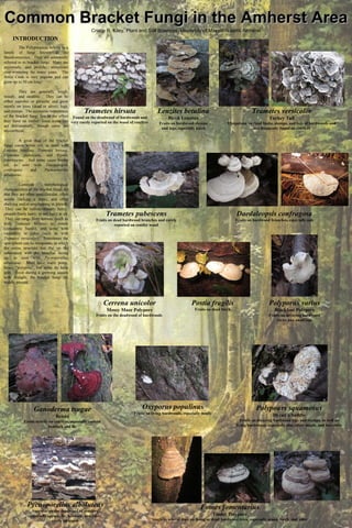 Bracket Fungi | PDF