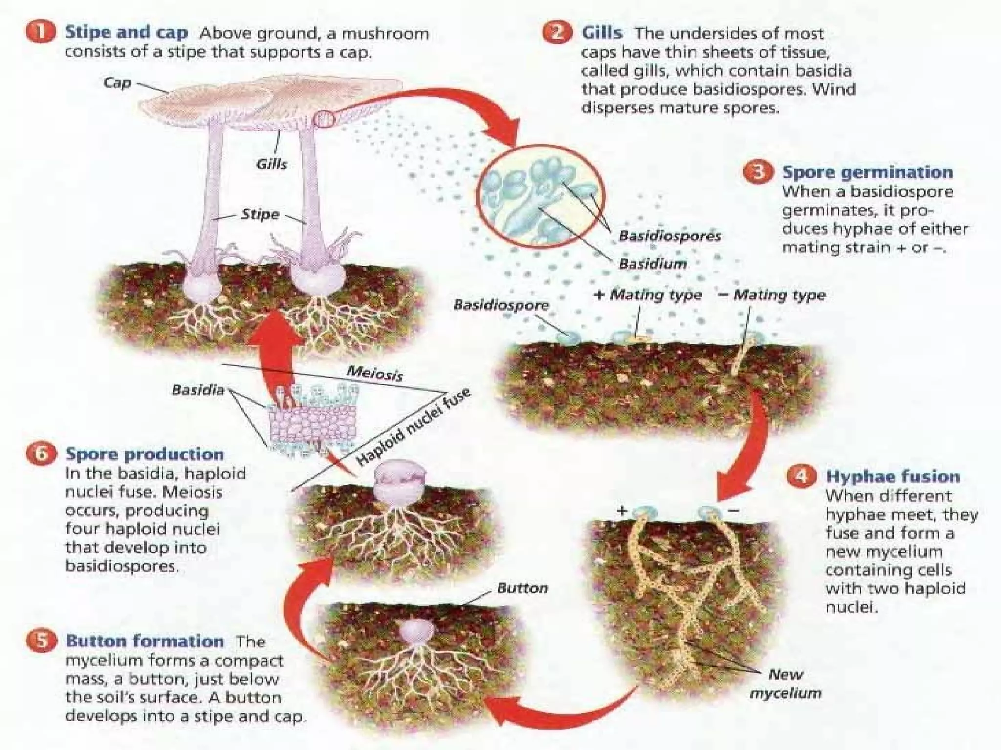 Mushroom Cultivation | PPT