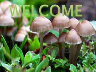 mushroomppt-151108142832-lva1-app6892 (1).ppt