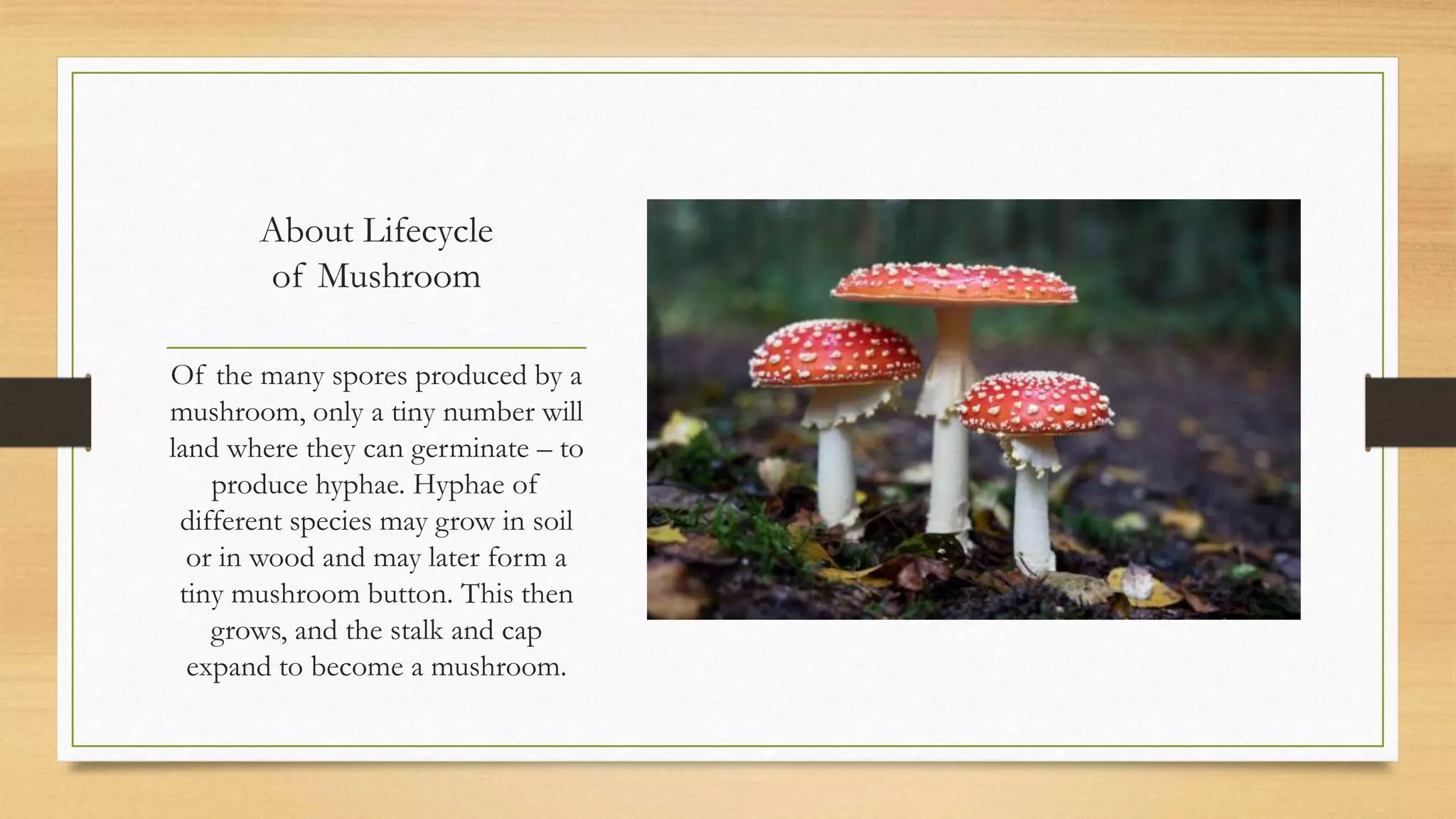 LIFE CYCLE OF MUSHROOM | PPTX