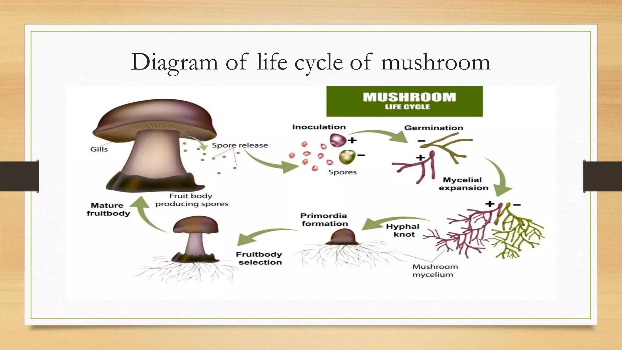 LIFE CYCLE OF MUSHROOM | PPTX