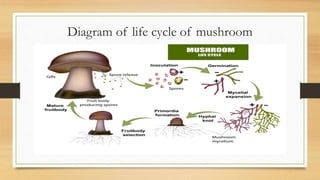 LIFE CYCLE OF MUSHROOM | PPTX