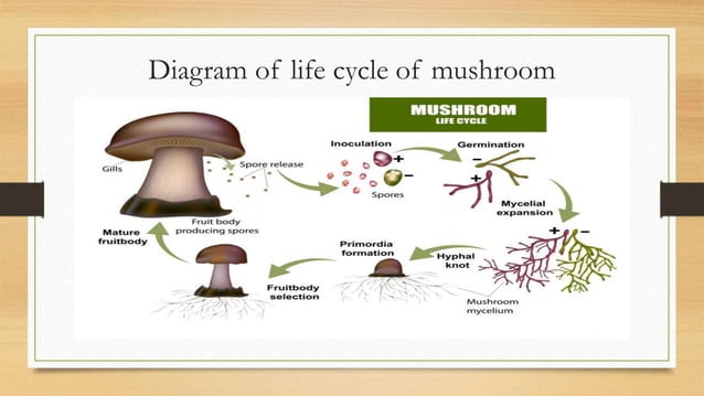 LIFE CYCLE OF MUSHROOM | PPTX