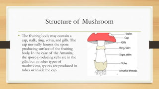 LIFE CYCLE OF MUSHROOM | PPTX