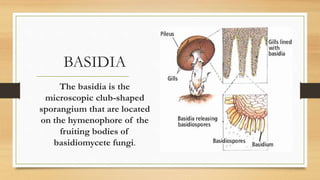 LIFE CYCLE OF MUSHROOM | PPTX