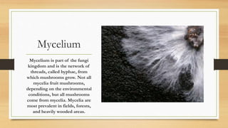 LIFE CYCLE OF MUSHROOM | PPTX
