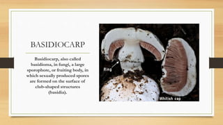 LIFE CYCLE OF MUSHROOM | PPTX