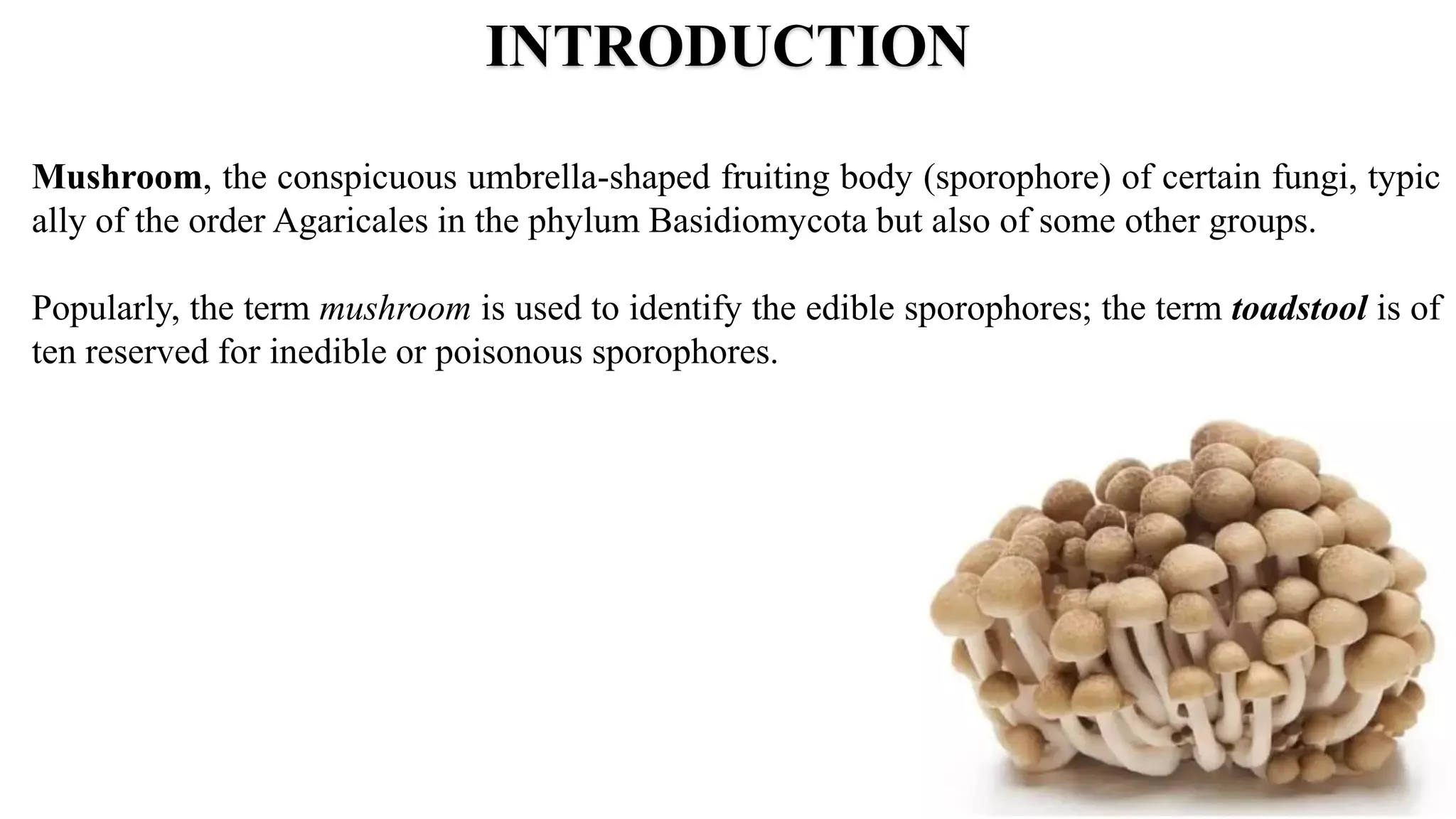 Mushroom Product.pptx