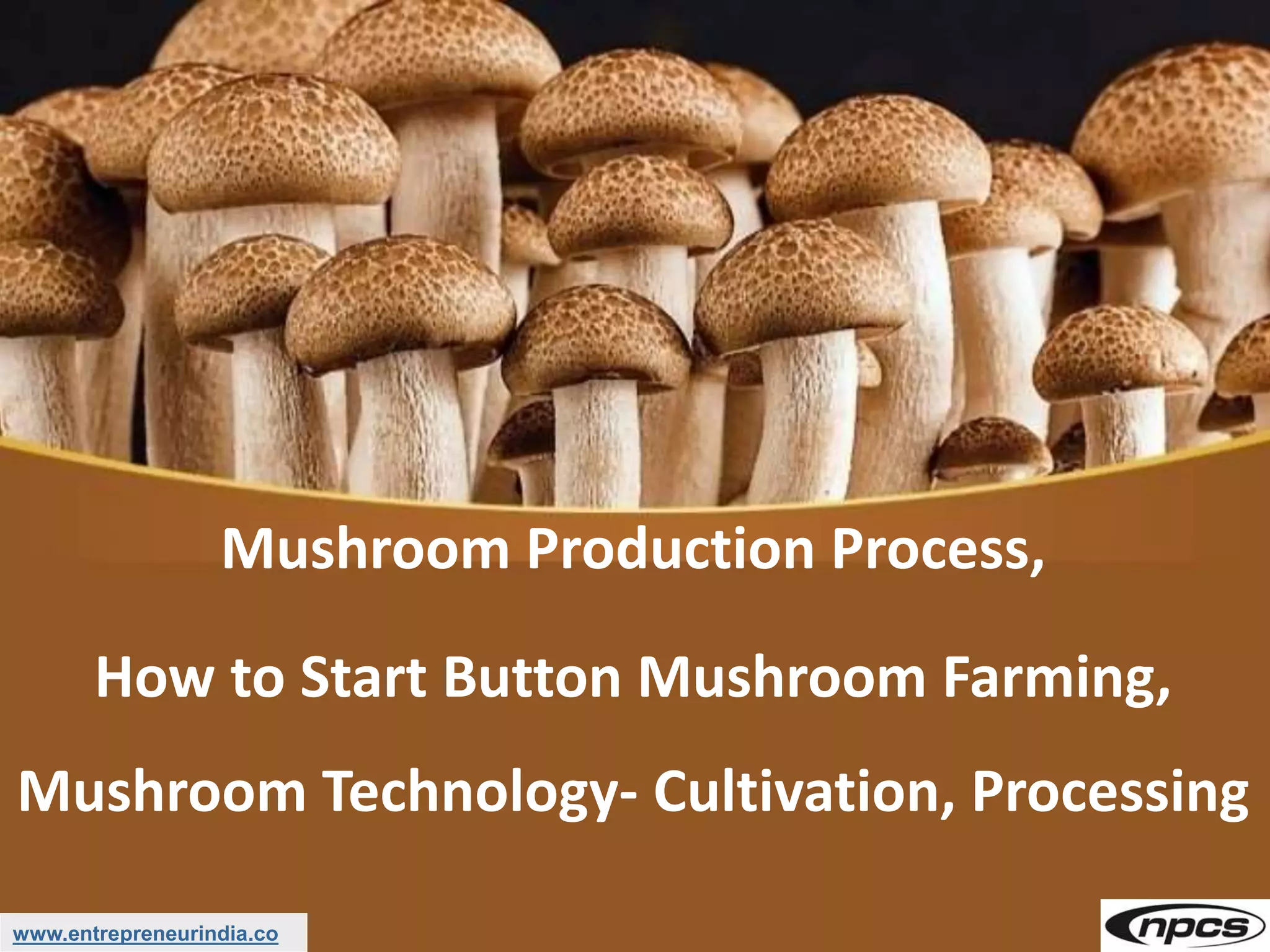 Mushroom Production Process, How to Start Button Mushroom Farming ...