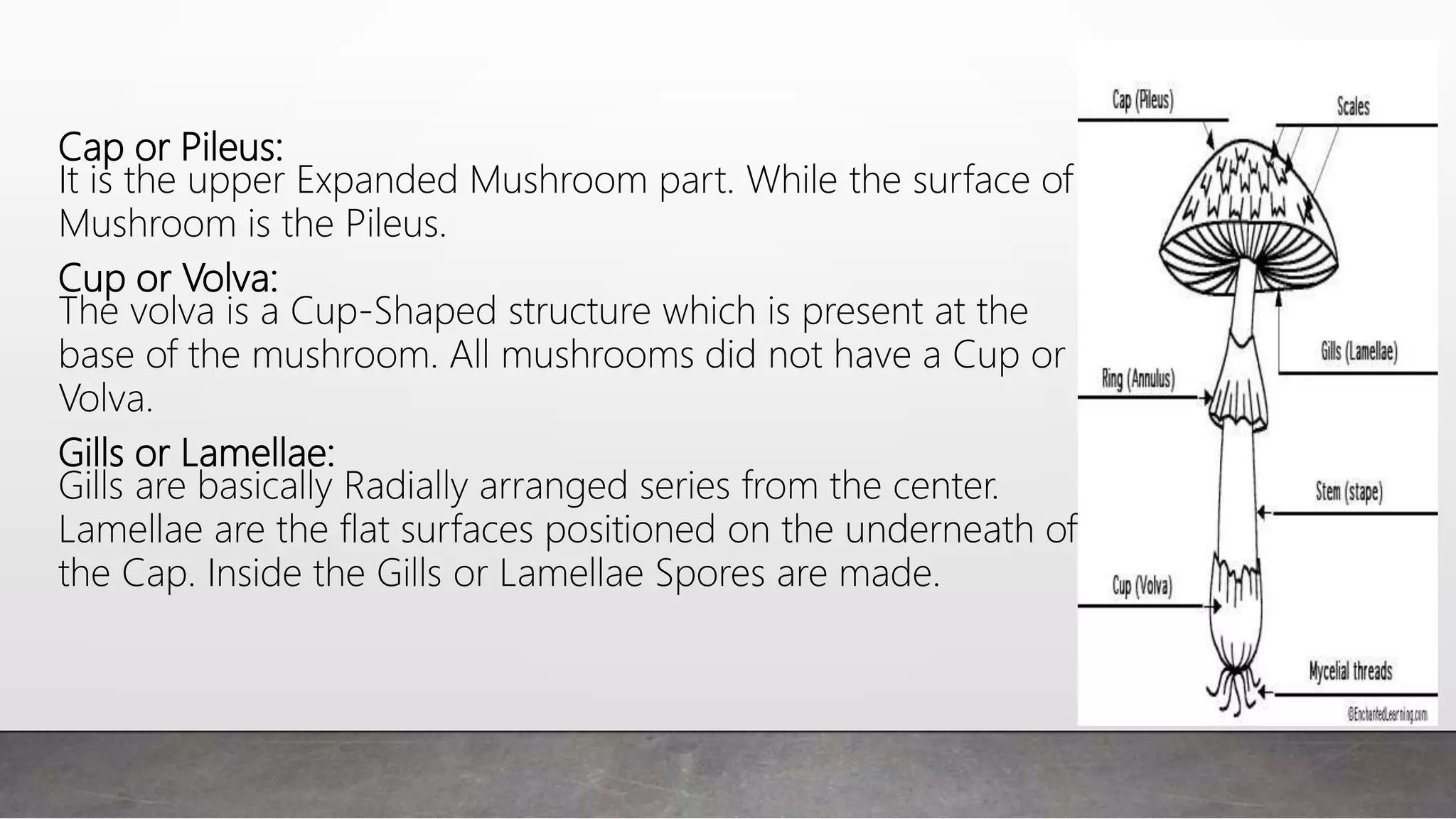 Mushroom production technology | PPTX