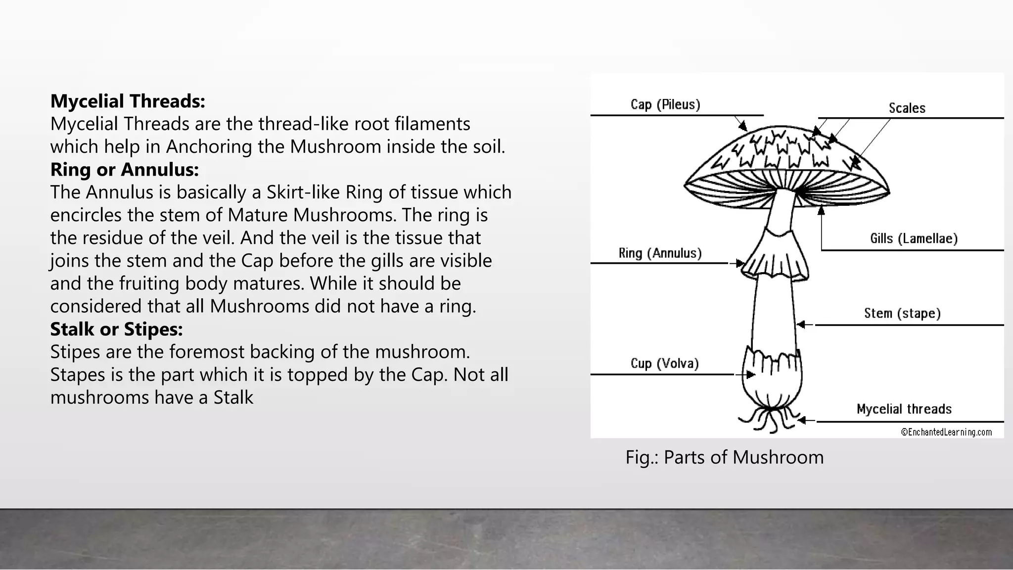Mushroom production technology | PPTX
