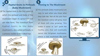 Mushroom forming | PPTX