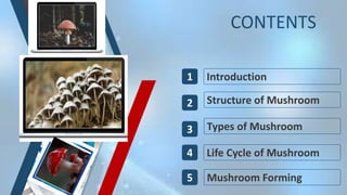 Mushroom forming | PPT