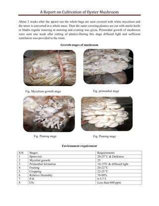 A Report on Cultivation of Oyster Mushroom | PDF