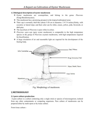 A Report on Cultivation of Oyster Mushroom | PDF