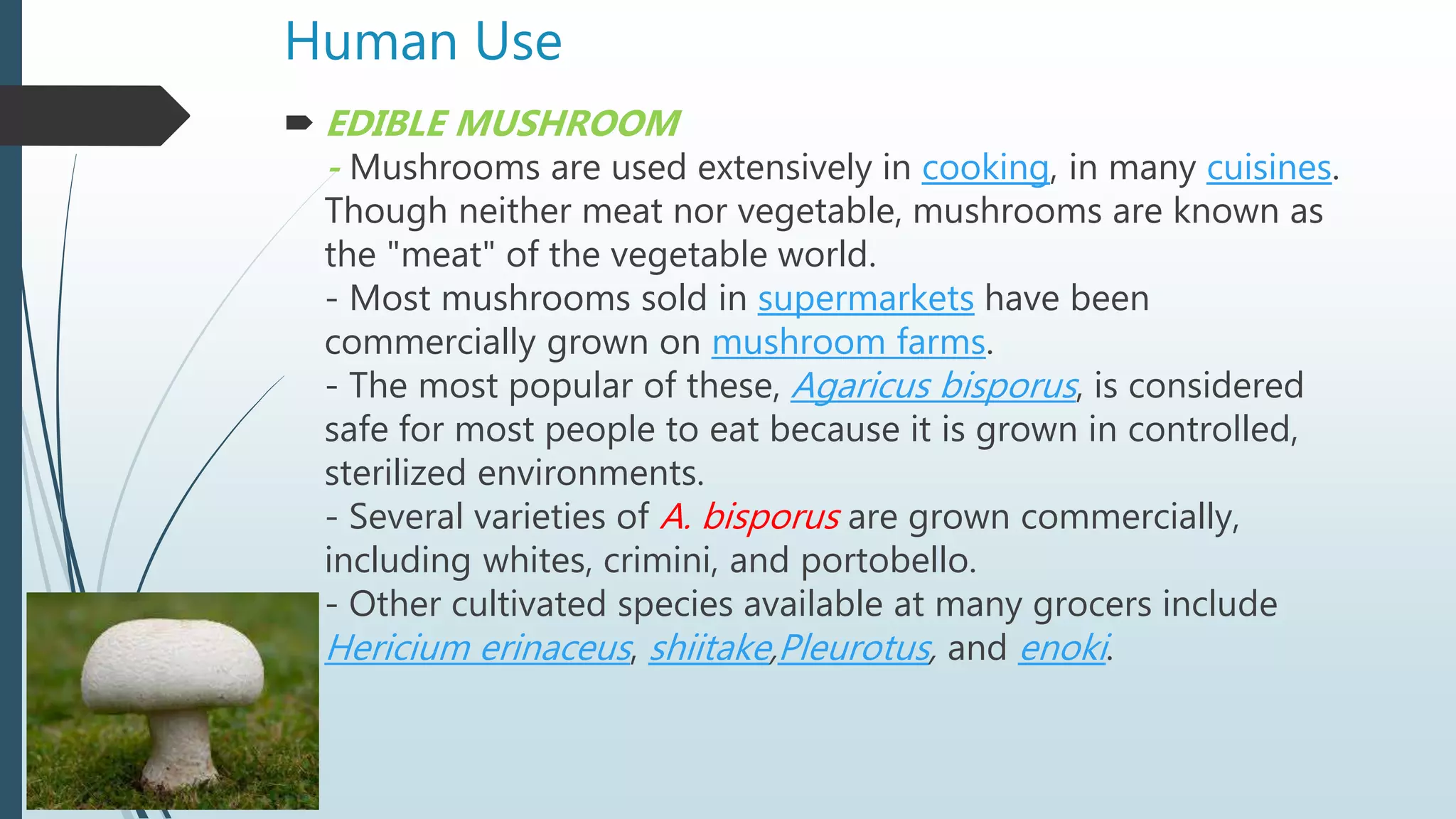 Mushrooms - intro classification and production | PPTX