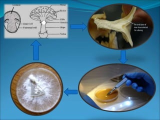 Mushroom spawn production.ppt
