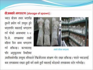 Mushroom spawn production.ppt