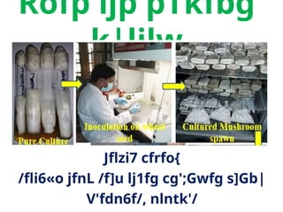 Mushroom spawn production Technology.ppt