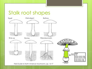 Mushroom tutorial http://rjdatamining.weebly.com