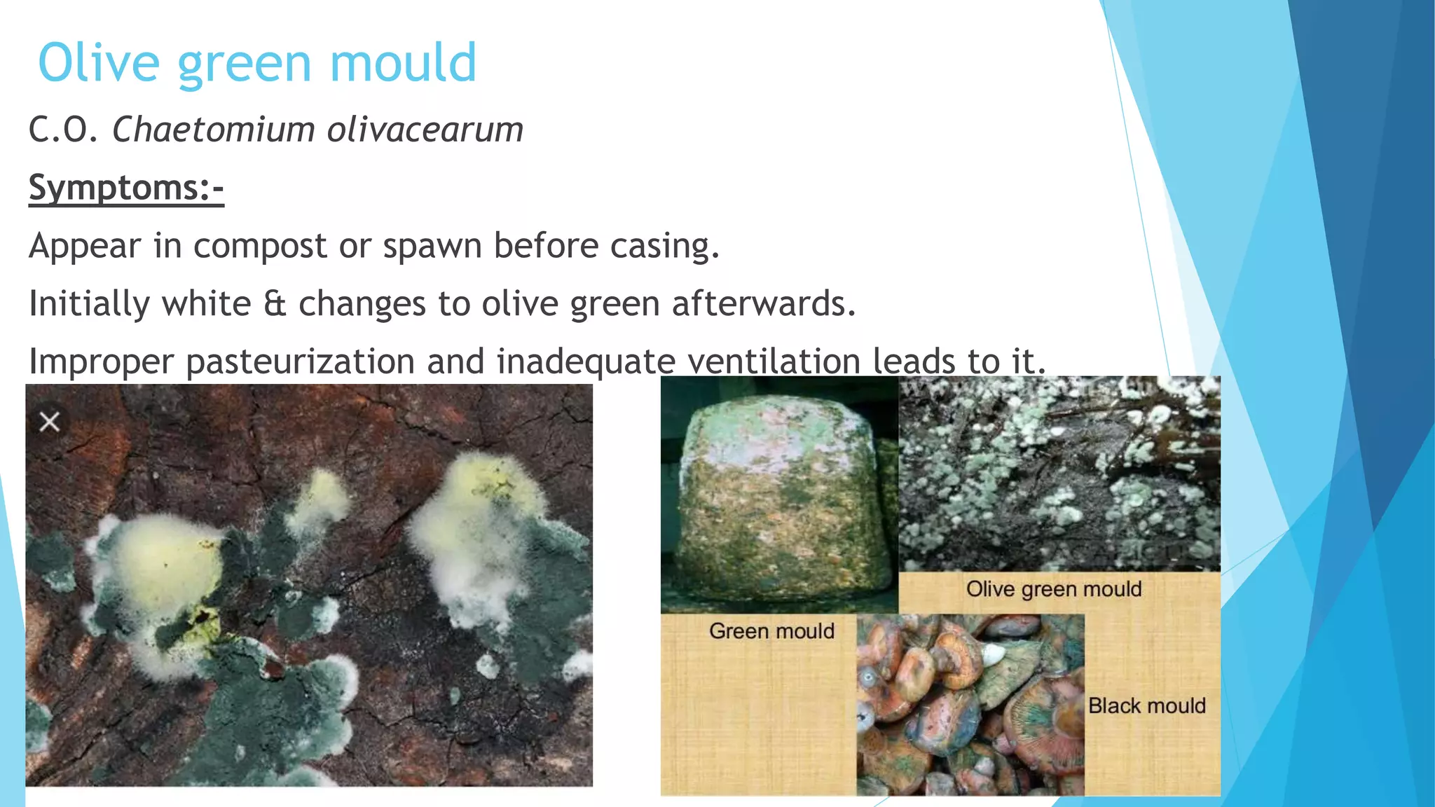 Diseases and insect Pests of Mushroom . | PPTX