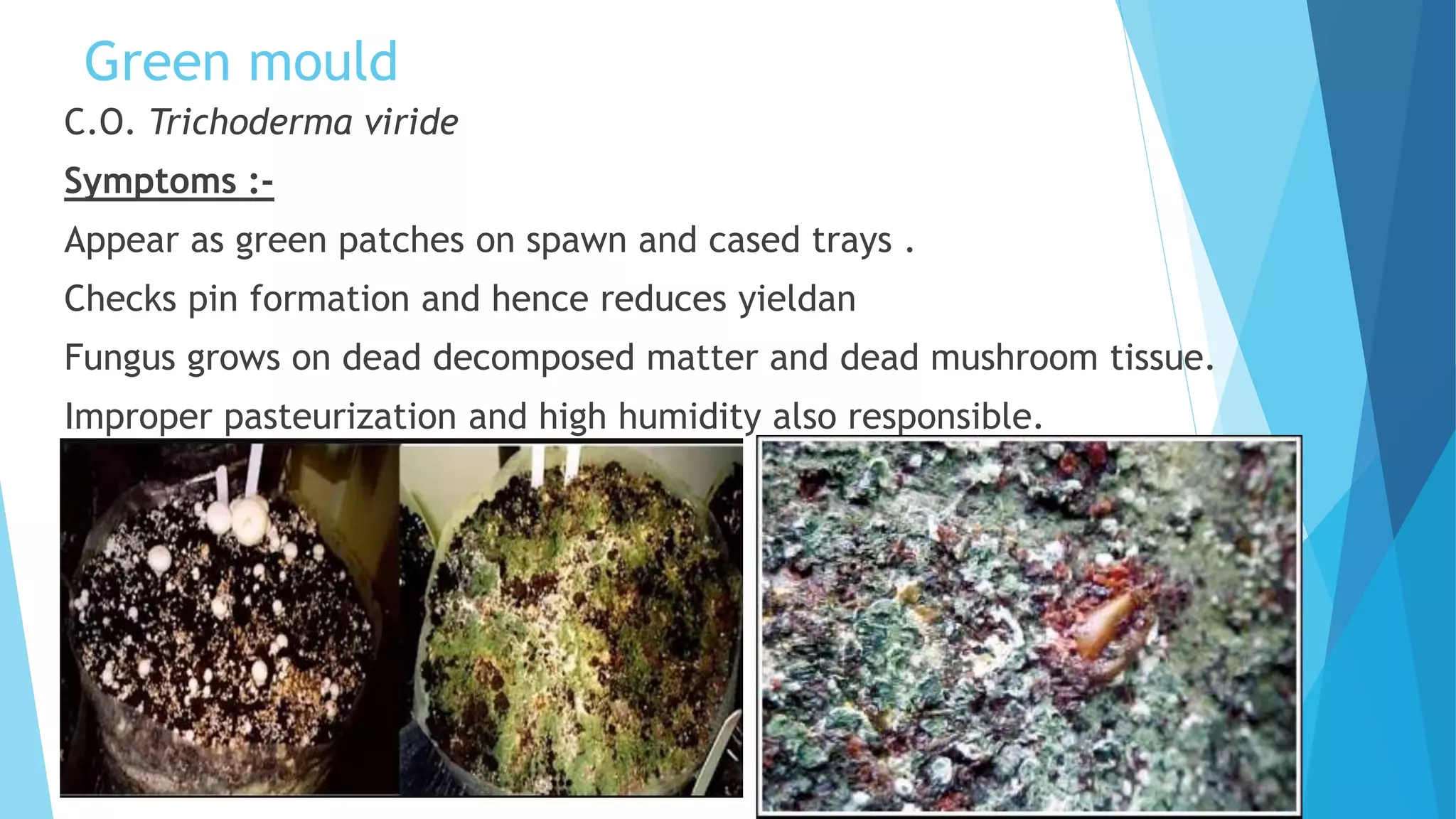 Diseases and insect Pests of Mushroom . | PPTX