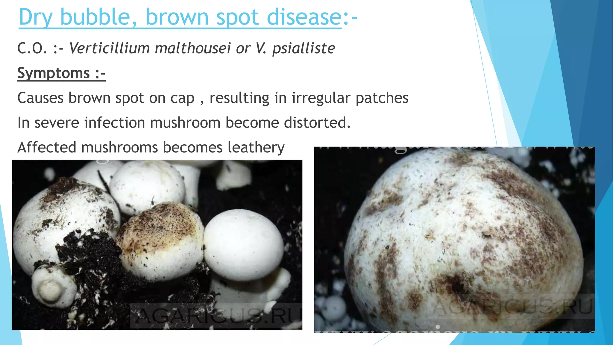 Diseases and insect Pests of Mushroom . | PPTX