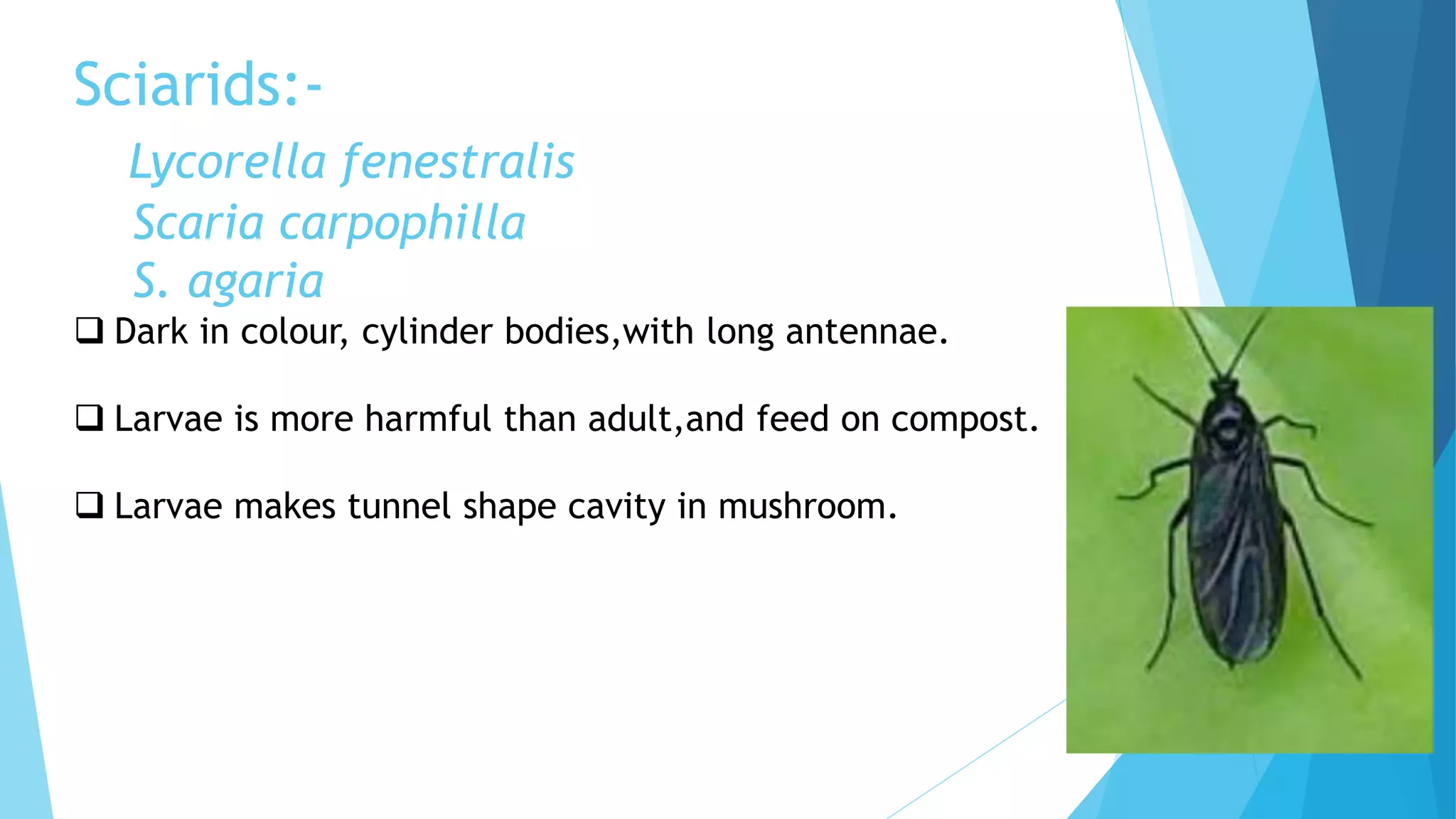 Diseases and insect Pests of Mushroom . | PPTX