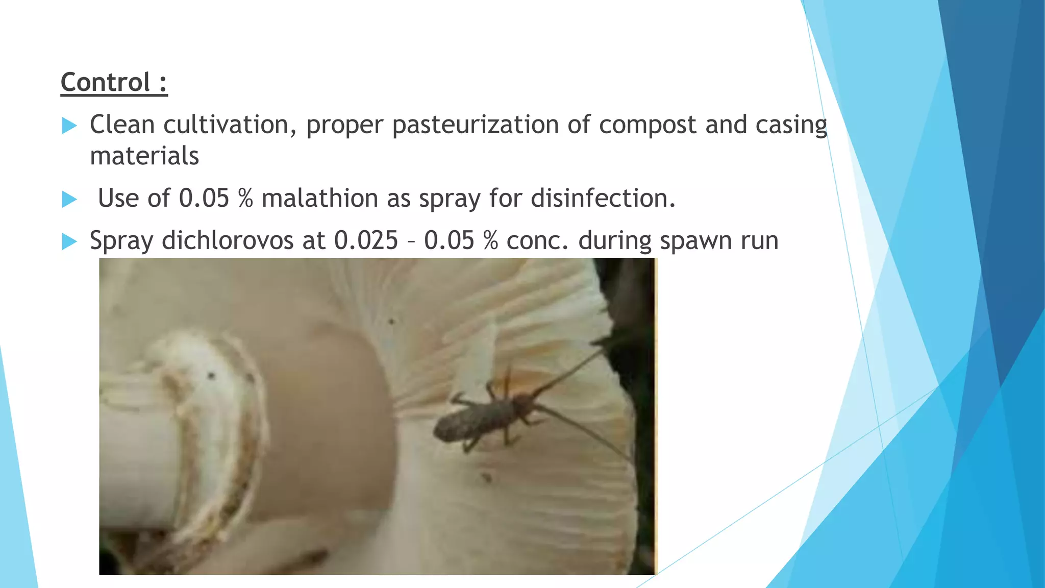 Diseases and insect Pests of Mushroom . | PPTX