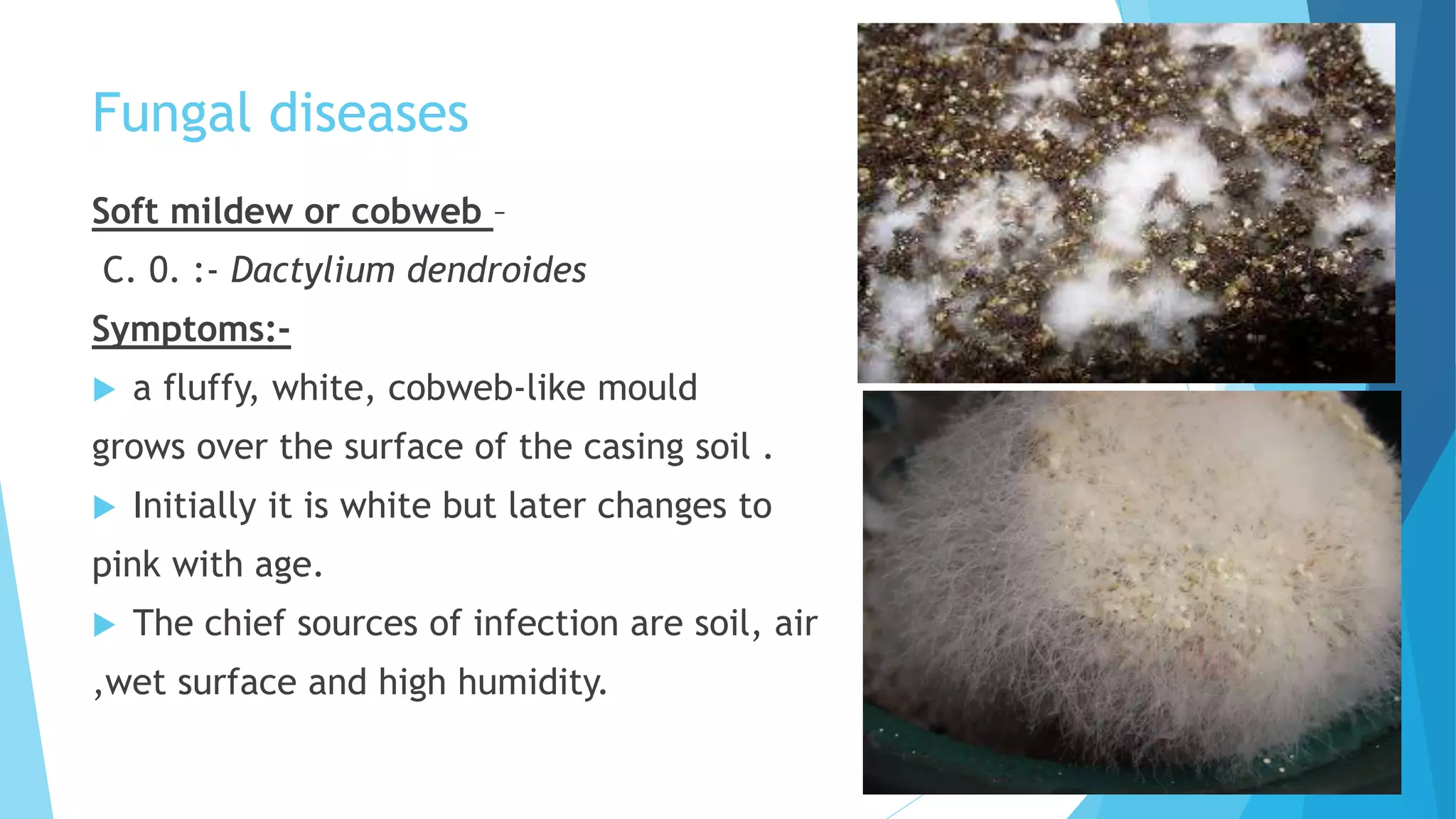 Diseases and insect Pests of Mushroom . | PPTX