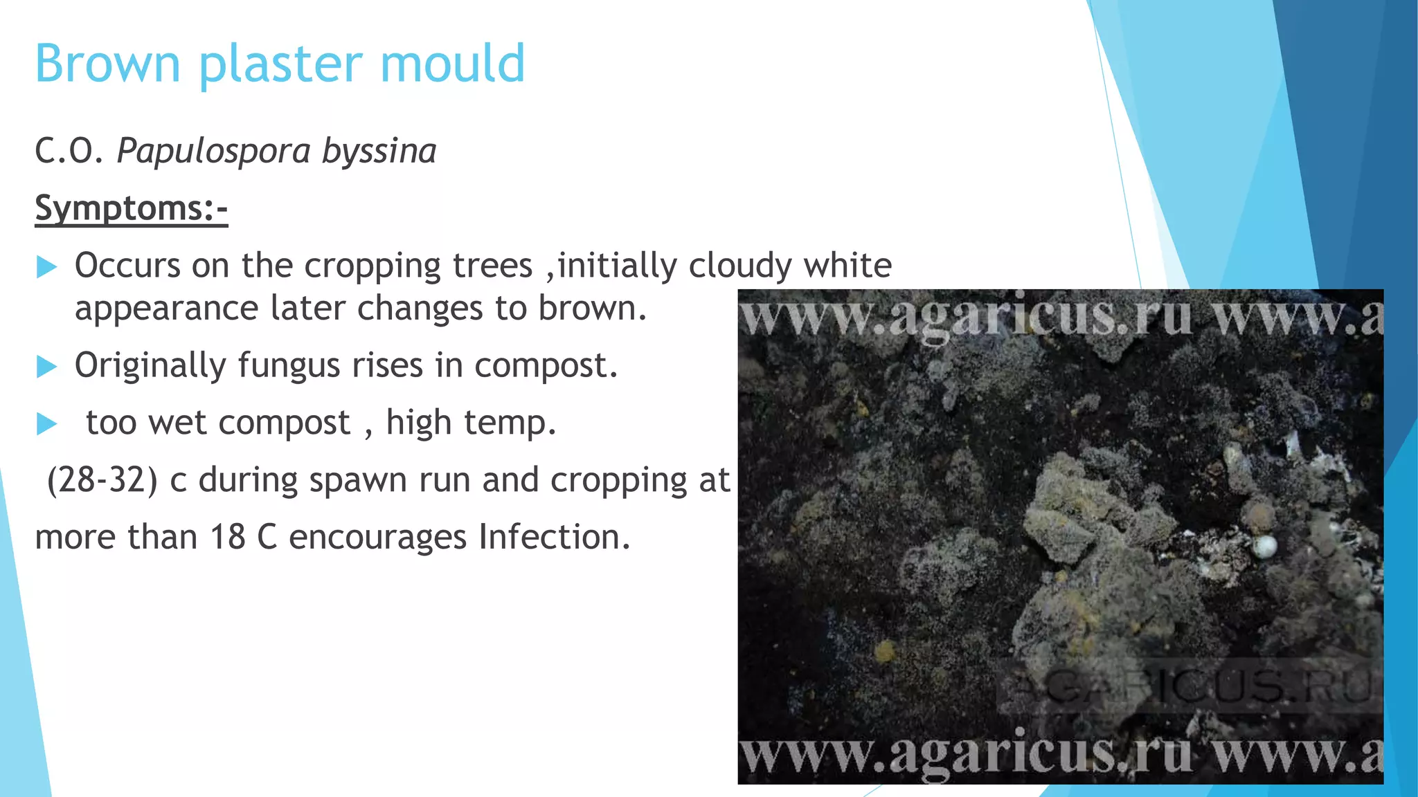 Diseases and insect Pests of Mushroom . | PPTX