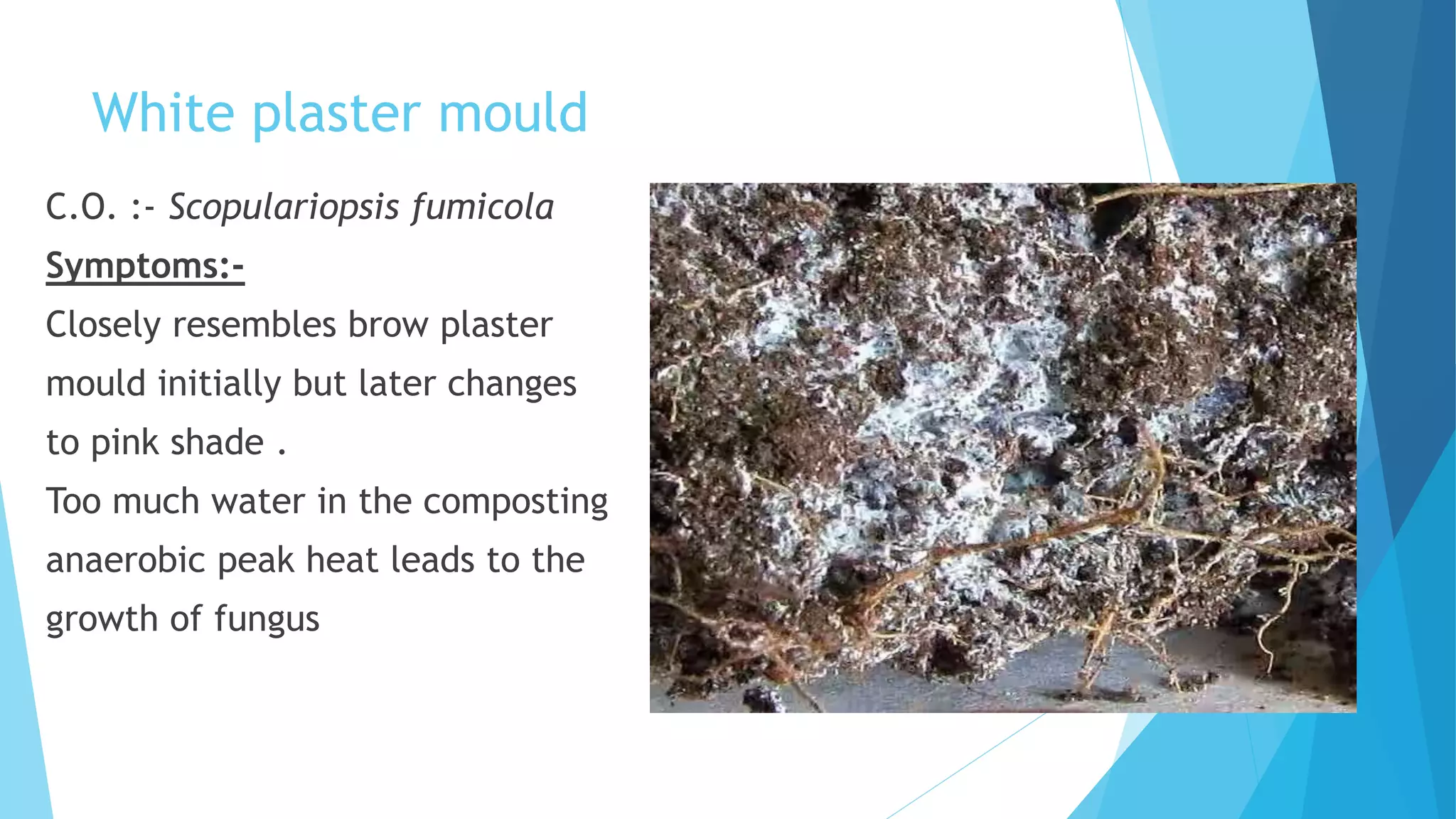 Diseases and insect Pests of Mushroom . | PPTX