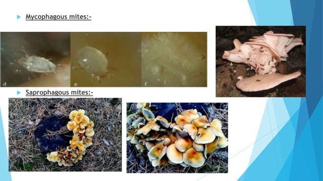 Diseases and insect Pests of Mushroom . | PPTX