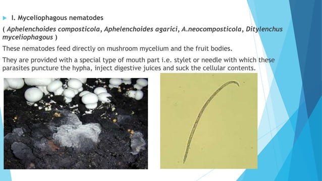 Diseases and insect Pests of Mushroom . | PPTX