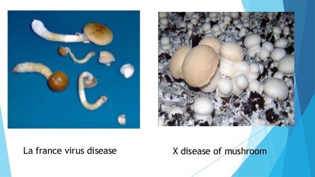 Diseases and insect Pests of Mushroom