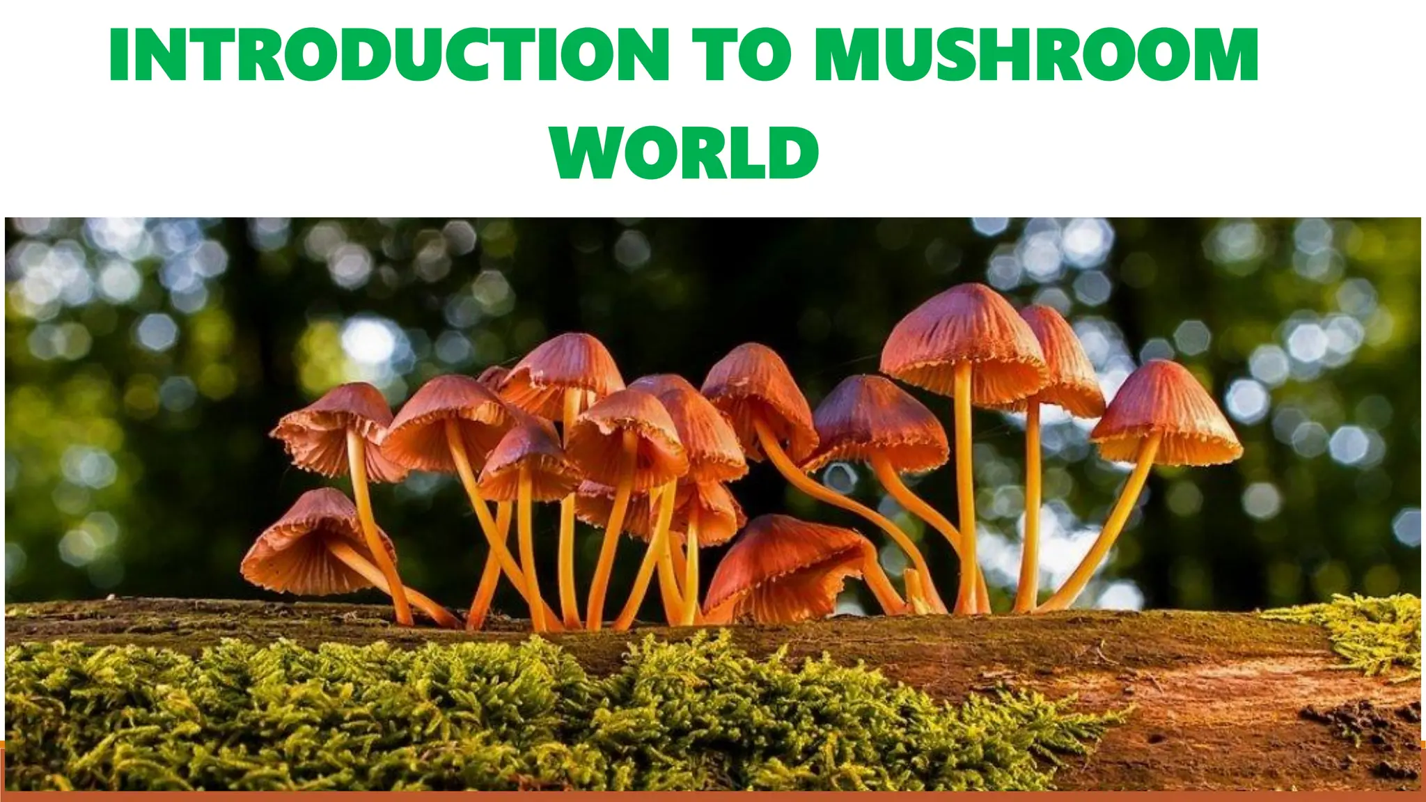 Mushroom World Intro that tells us the mushroms and the world and the ...