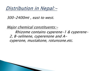 Ayurvedic Pharmacology of Cyperus rontudus & its Pharmacognocy | PPTX