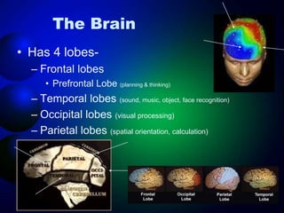 music-for-the-brain.ppt