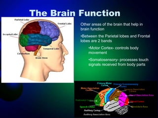 music-for-the-brain.ppt