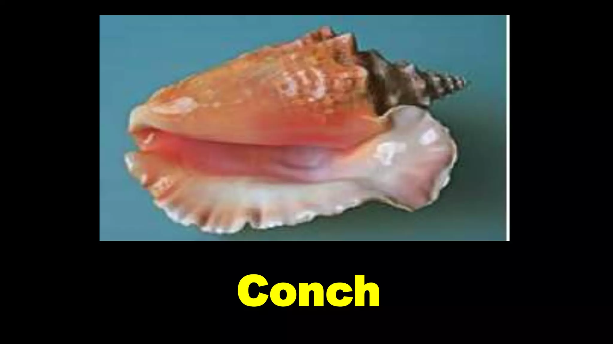 Music of Latin america | PPTX