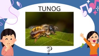 MUSIKA AND ARTS LESSON PLAN BAITANG 3-.pptx