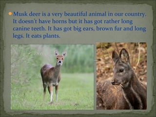 Musk deer стародумова анастасия 8 класс | PPT