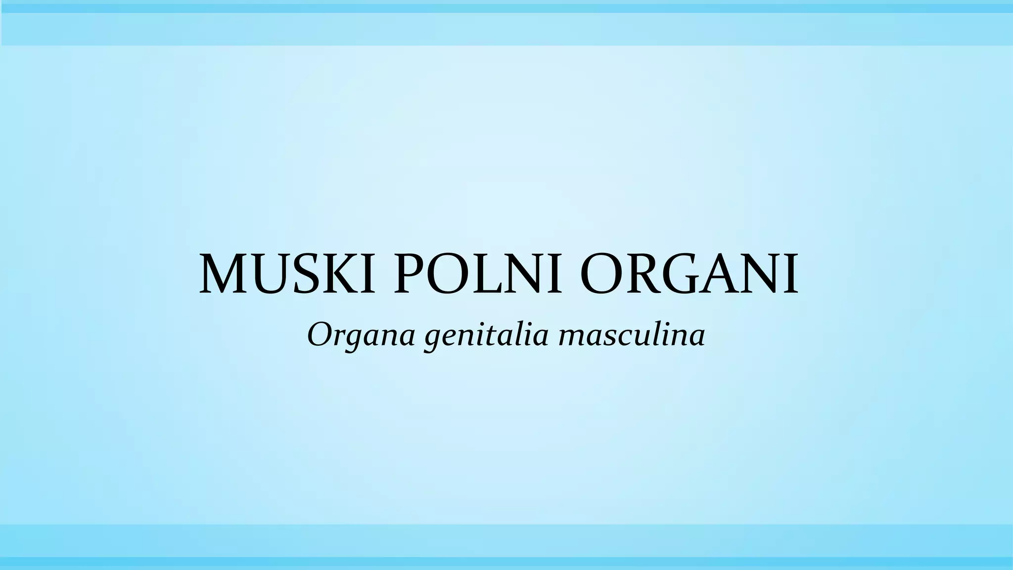 Muski polni organi | PPT