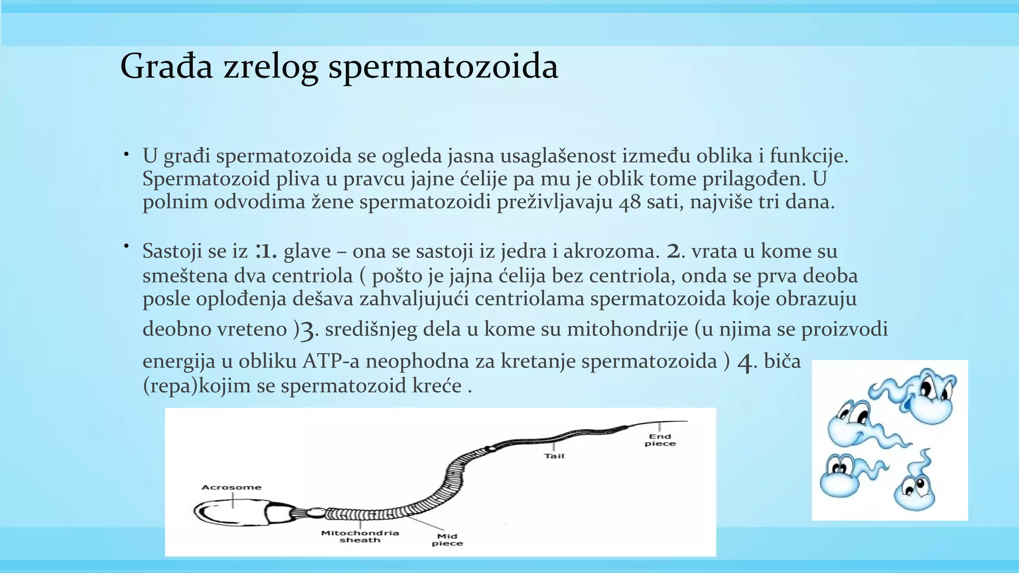 Muski polni organi | PPT